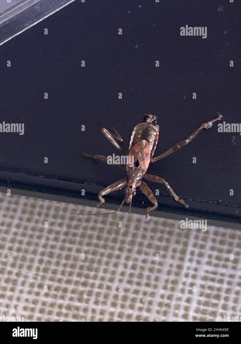 Tree Damsel Bug (Himacerus apterus Stock Photo - Alamy