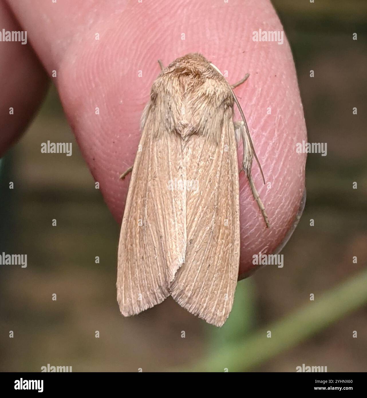 Meadow Wainscot Moth (Leucania farcta Stock Photo - Alamy