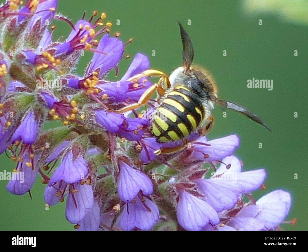 Oblong Woolcarder Bee (Anthidium oblongatum Stock Photo - Alamy