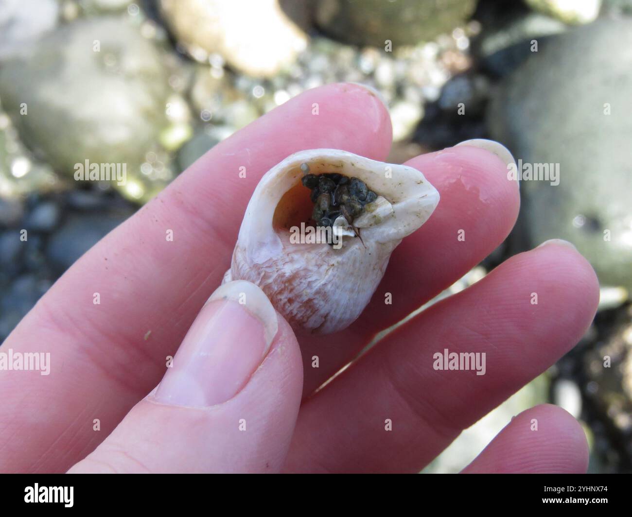 Frilled Dogwinkle (Nucella lamellosa Stock Photo - Alamy