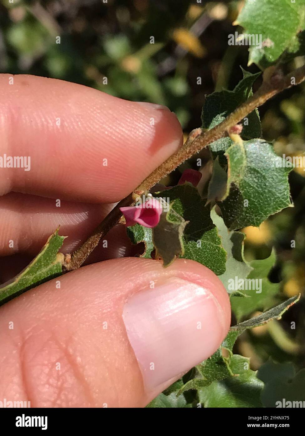 Pink Bow-Tie Gall Wasp (Feron izabellae Stock Photo - Alamy