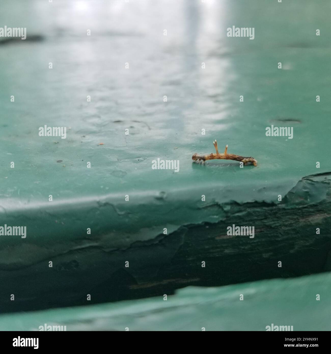 Horned spanworm hi-res stock photography and images - Alamy
