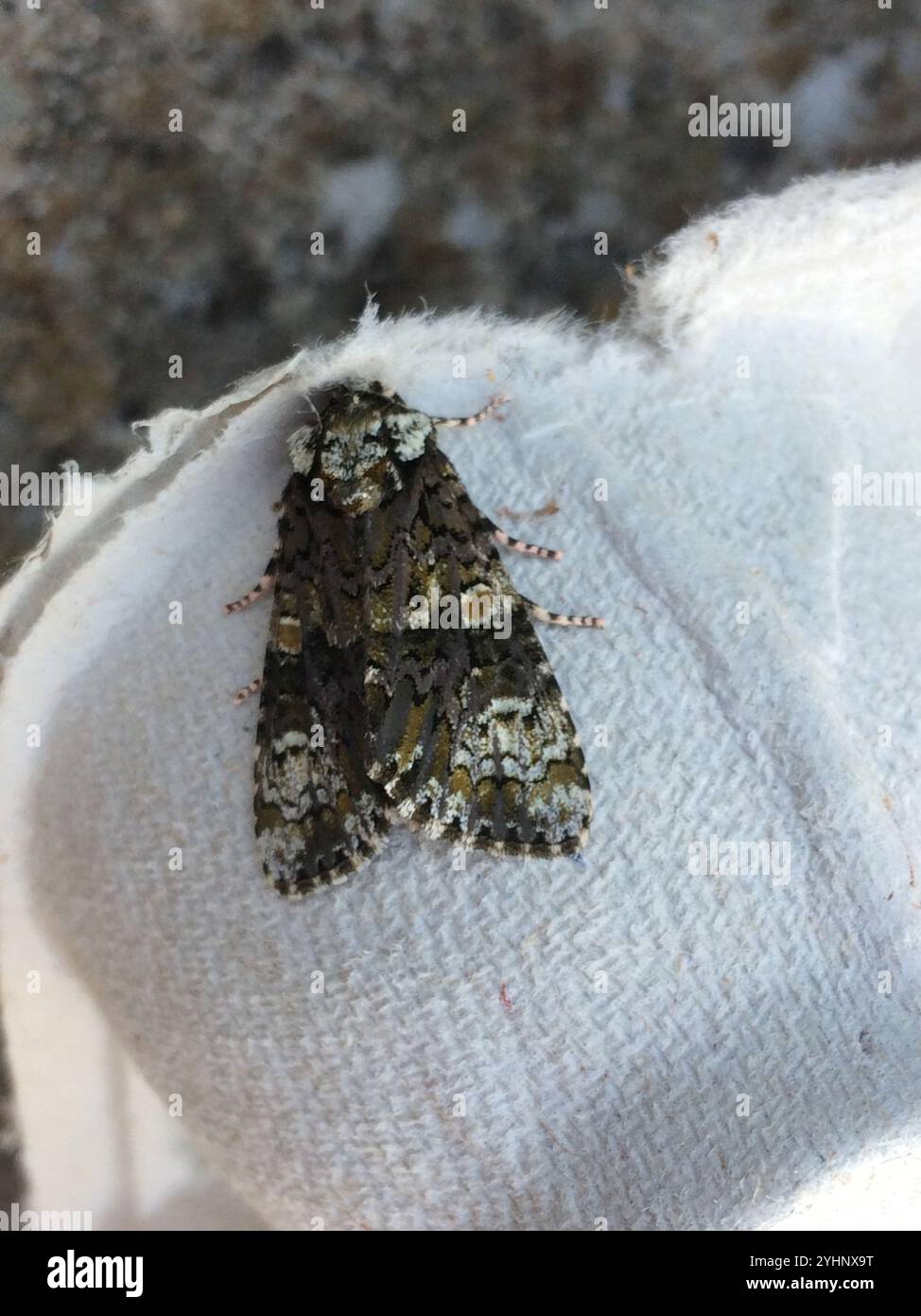 Coronet (Craniophora ligustri Stock Photo - Alamy