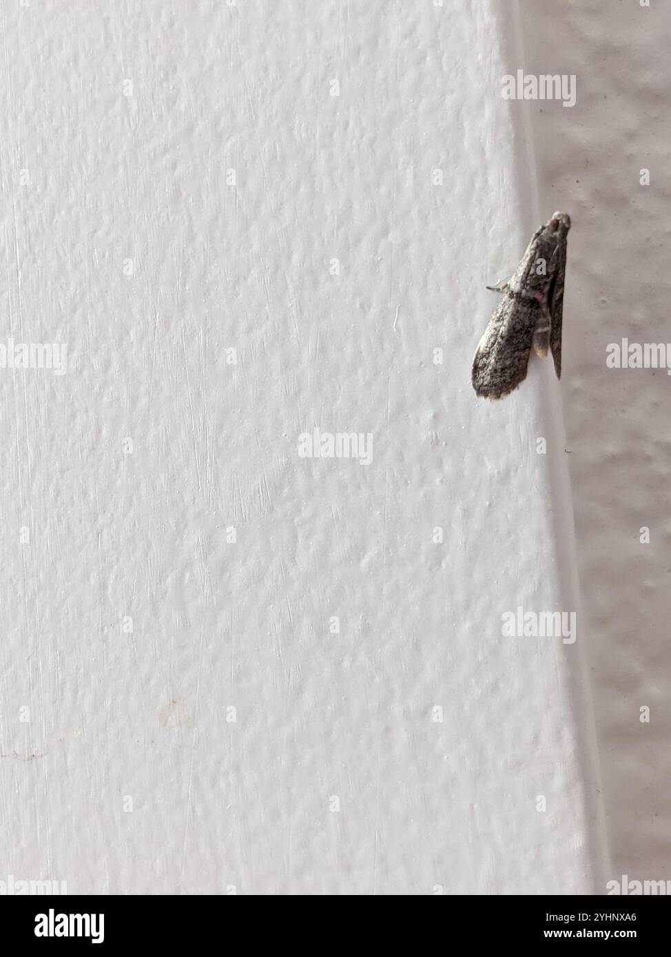 Ephestia hi-res stock photography and images - Alamy