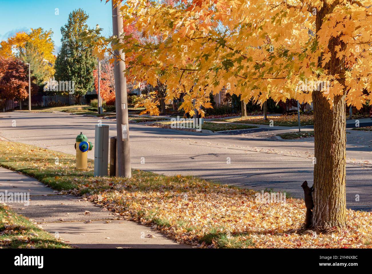 A scared Canadian black squirrel tries to climb an autumn maple Stock ...