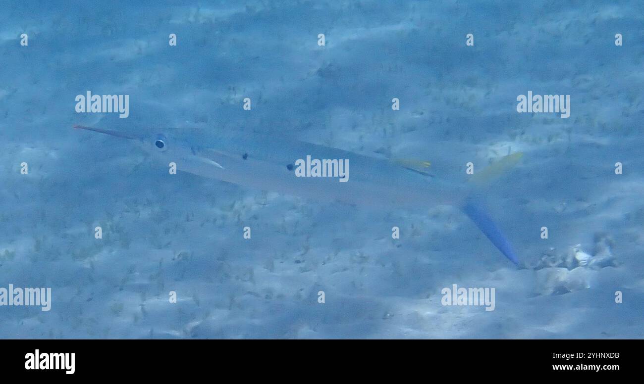 Hemiramphus far hi-res stock photography and images - Alamy