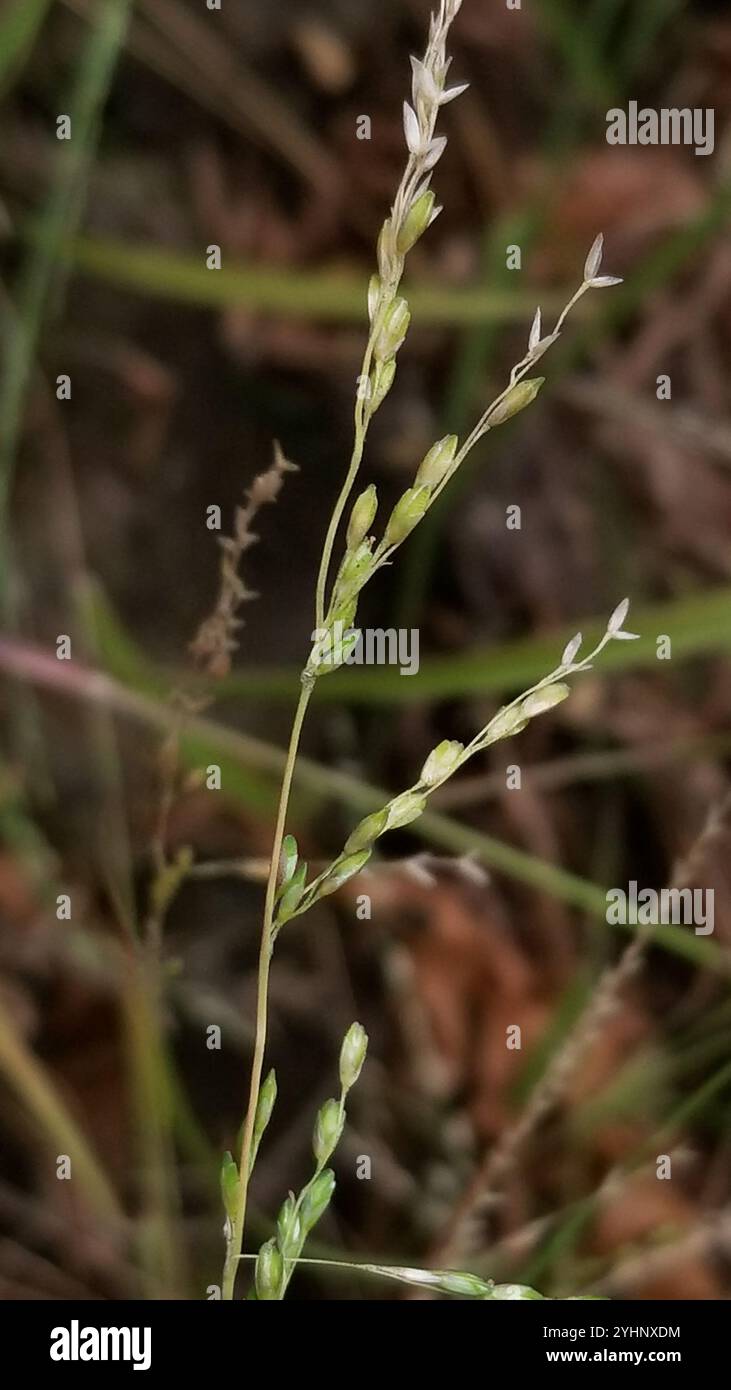 Ehrharta erecta hi-res stock photography and images - Alamy