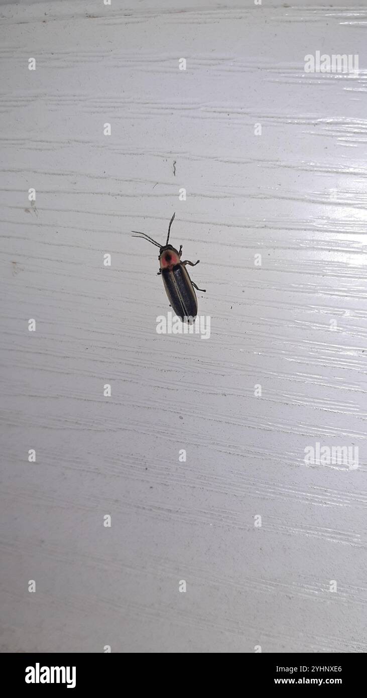 Common Eastern Firefly (Photinus pyralis Stock Photo - Alamy
