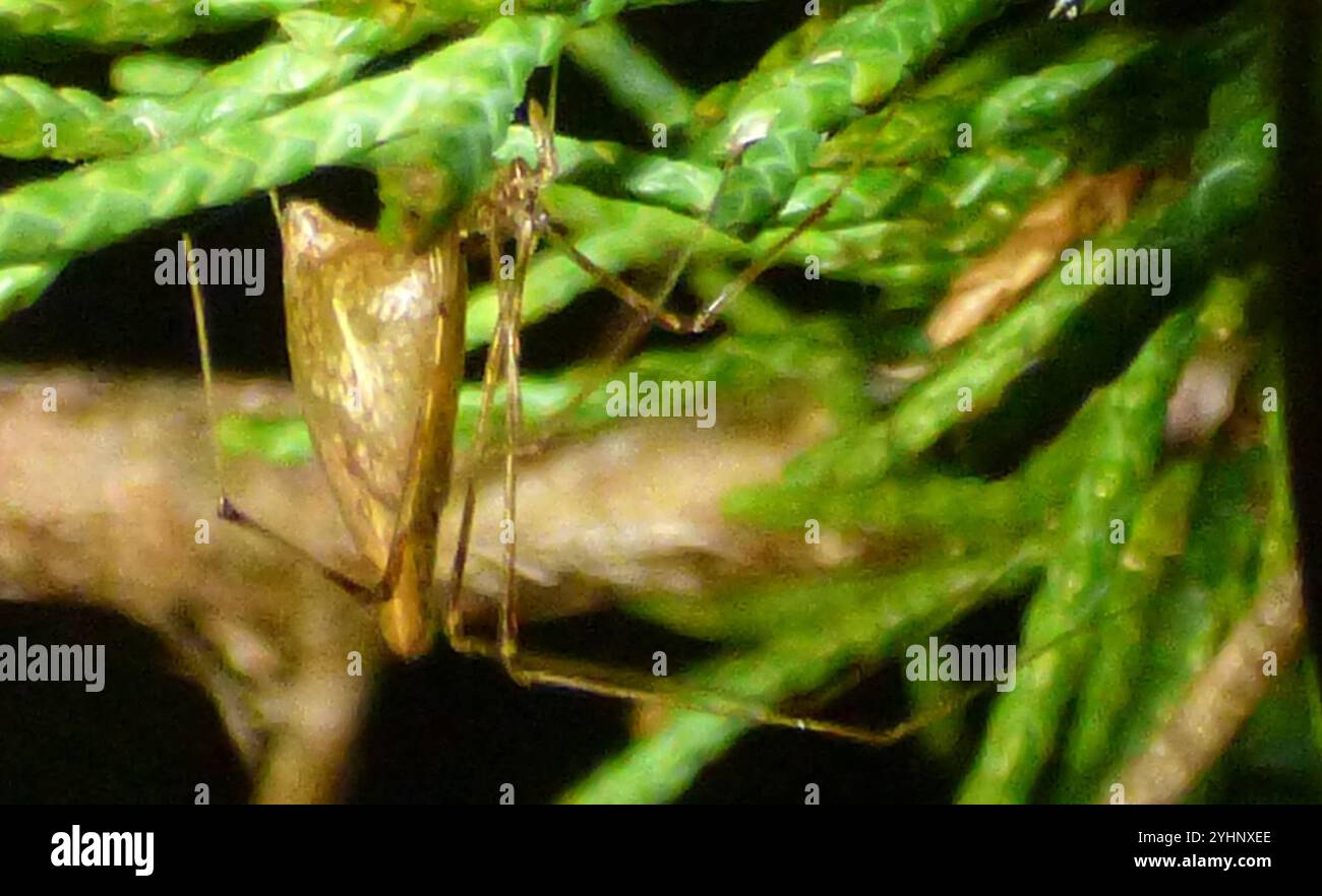 Stretched Thief Spiders (Rhomphaea Stock Photo - Alamy