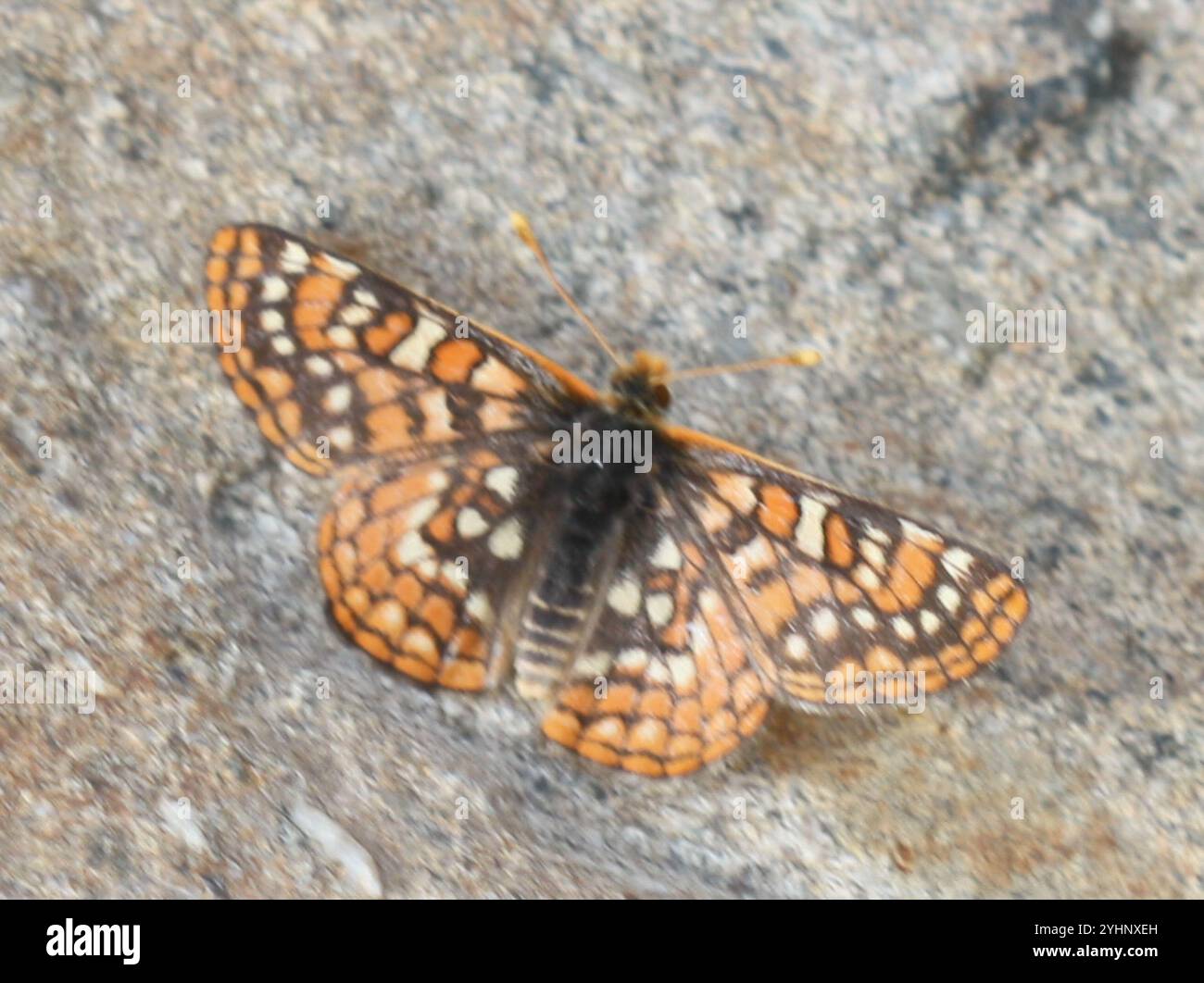 Ediths checkerspot hi-res stock photography and images - Alamy