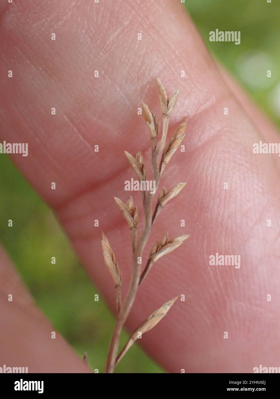Fern-grass (Catapodium rigidum Stock Photo - Alamy