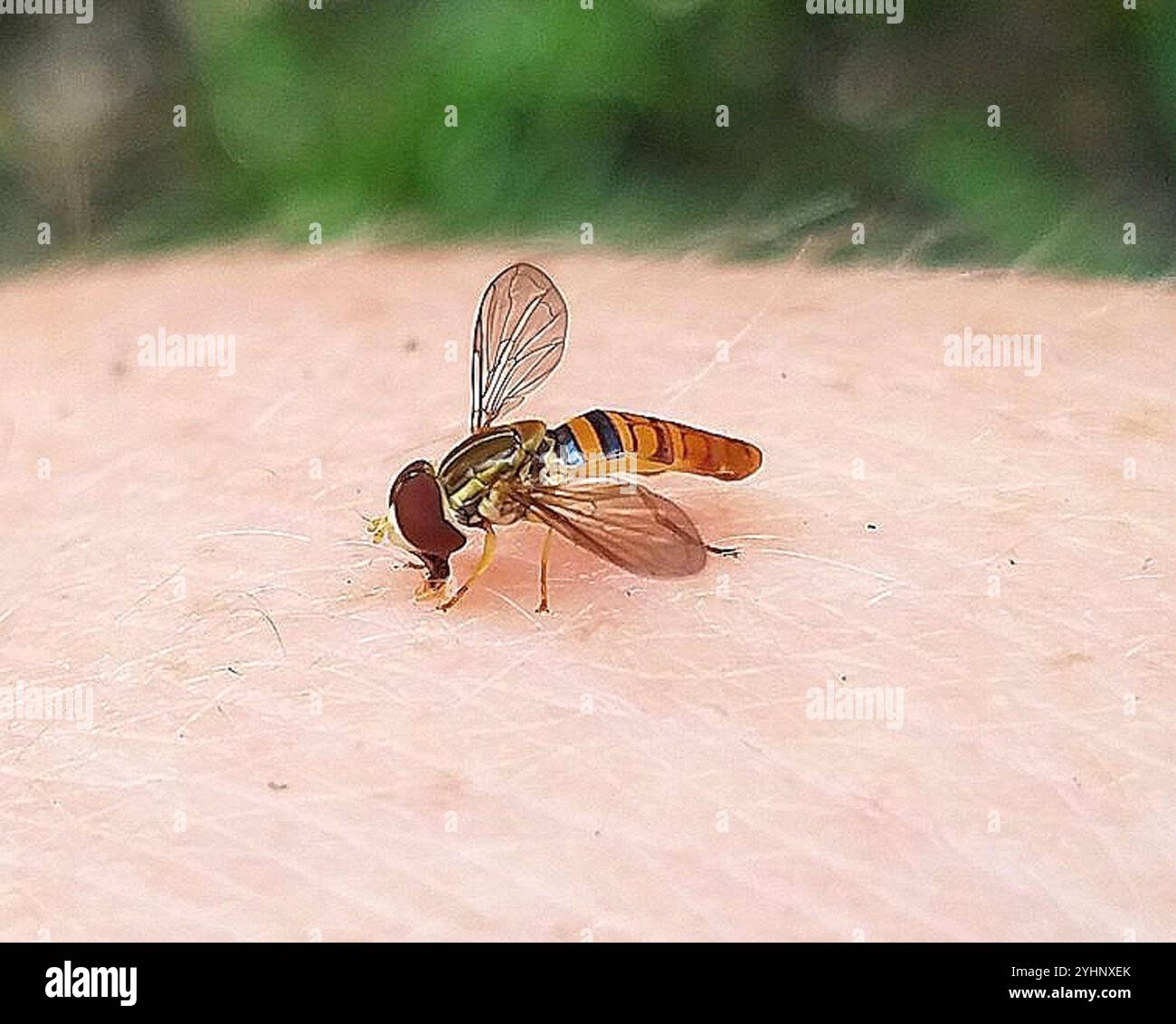 Maize calligrapher hi-res stock photography and images - Alamy