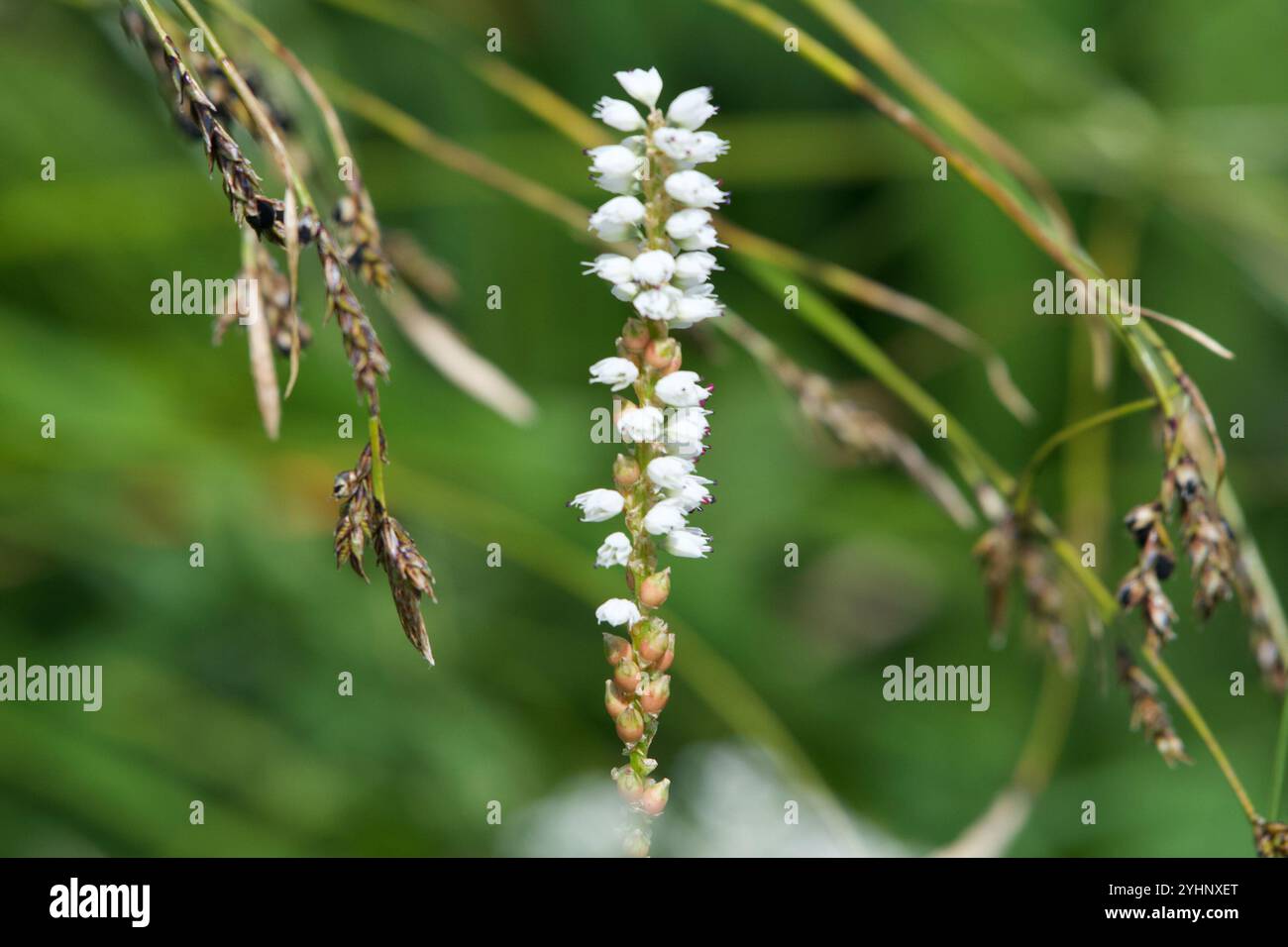 alpine bistort (Bistorta vivipara Stock Photo - Alamy