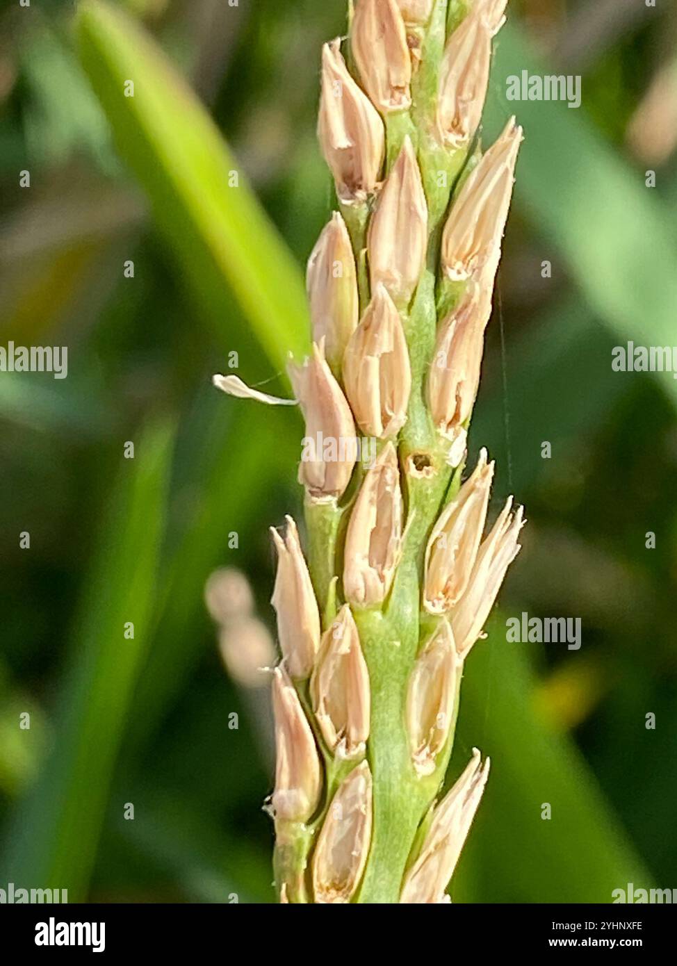 Saint Augustine grass (Stenotaphrum secundatum Stock Photo - Alamy