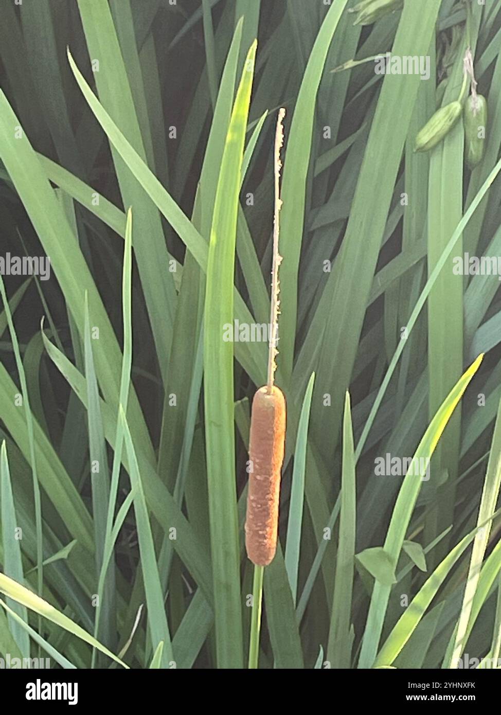 southern cattail (Typha domingensis Stock Photo - Alamy