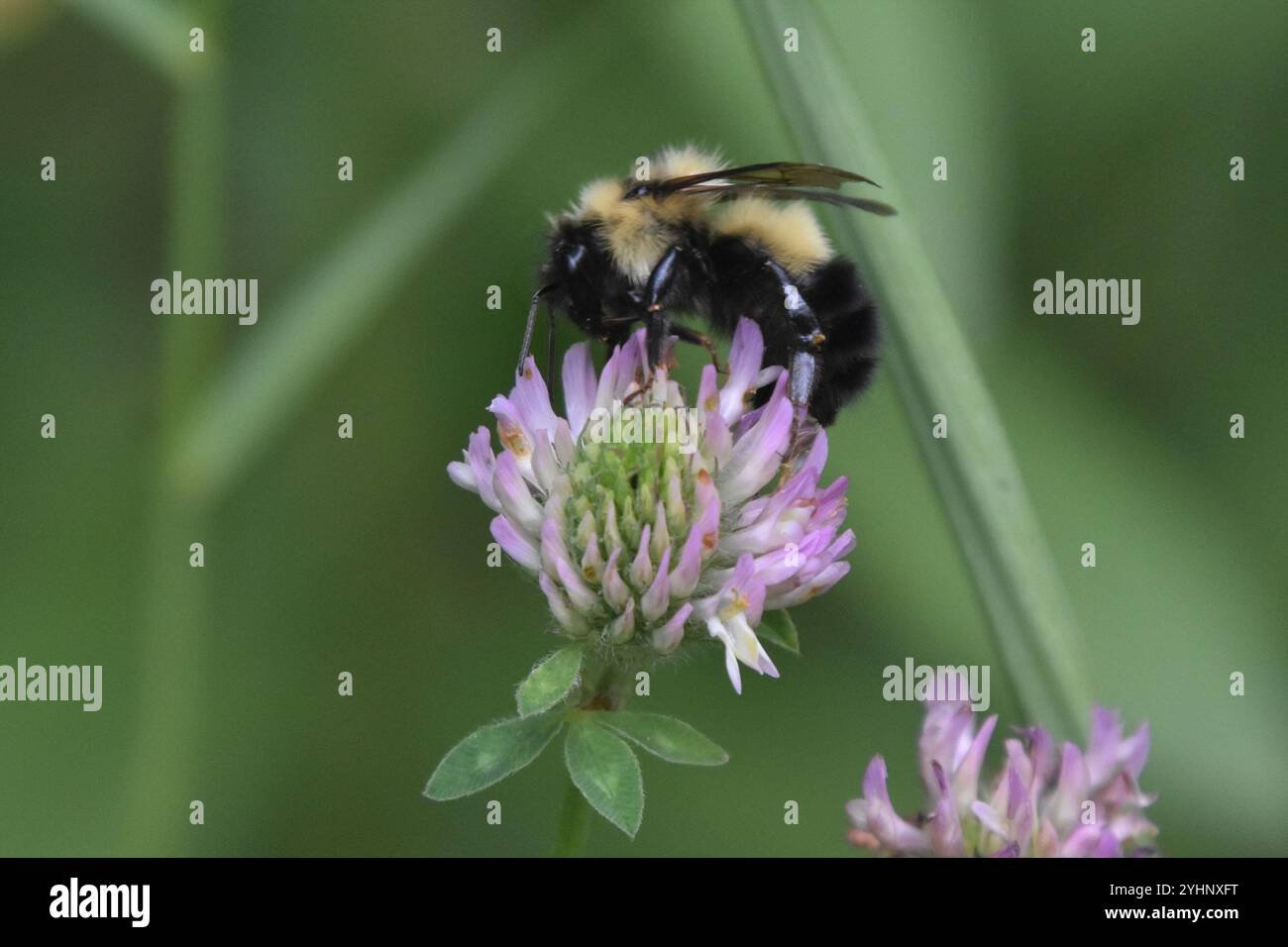 Half-black Bumble Bee (Bombus vagans Stock Photo - Alamy