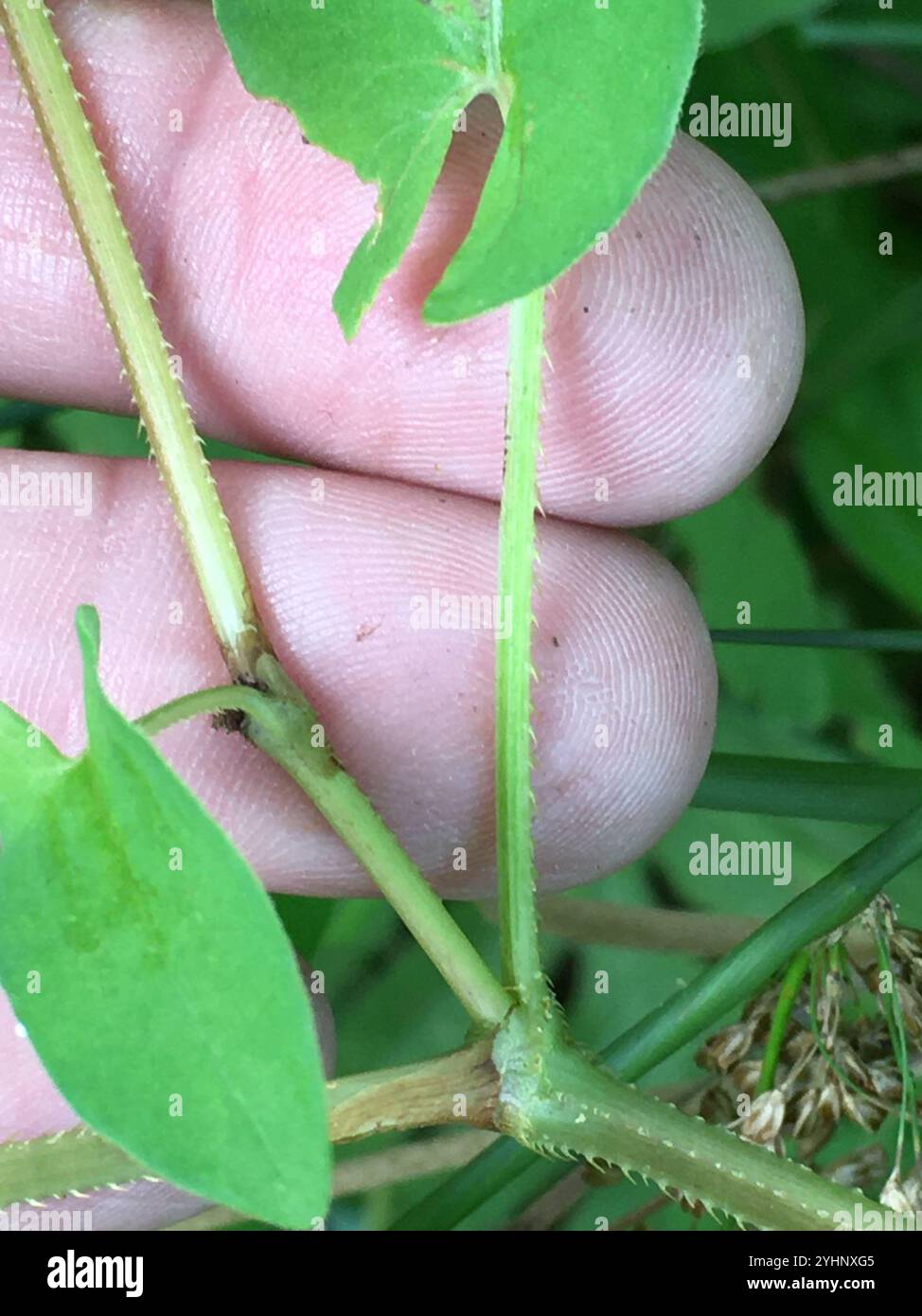arrow-leaved tearthumb (Persicaria sagittata Stock Photo - Alamy