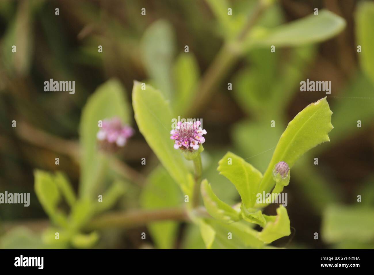turkey tangle frogfruit (Phyla nodiflora Stock Photo - Alamy