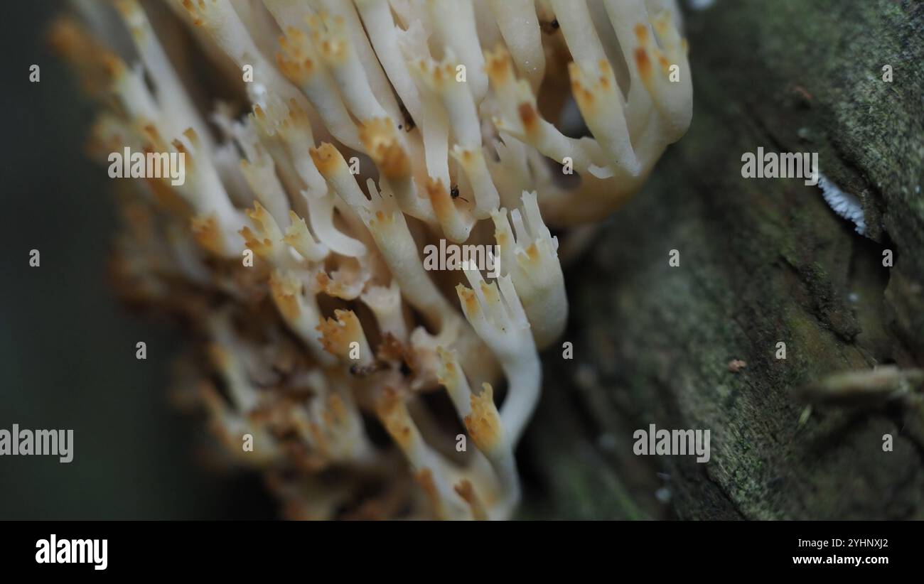 crown-tipped coral fungus (Artomyces pyxidatus Stock Photo - Alamy