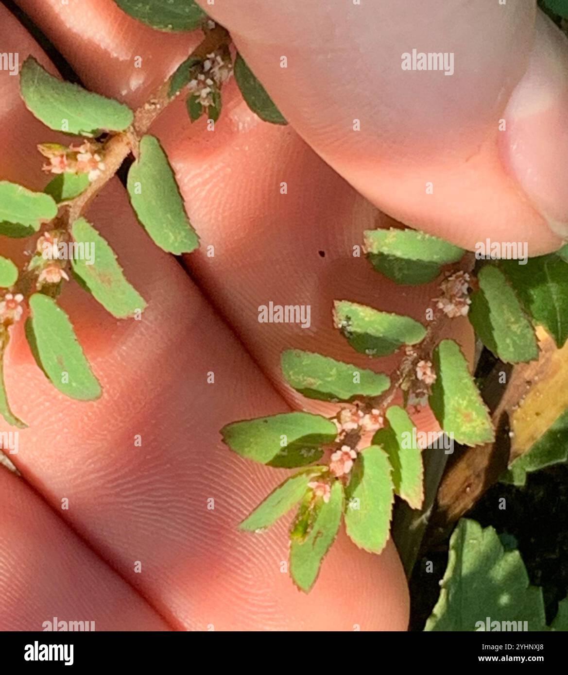 Red Caustic-creeper (Euphorbia thymifolia Stock Photo - Alamy
