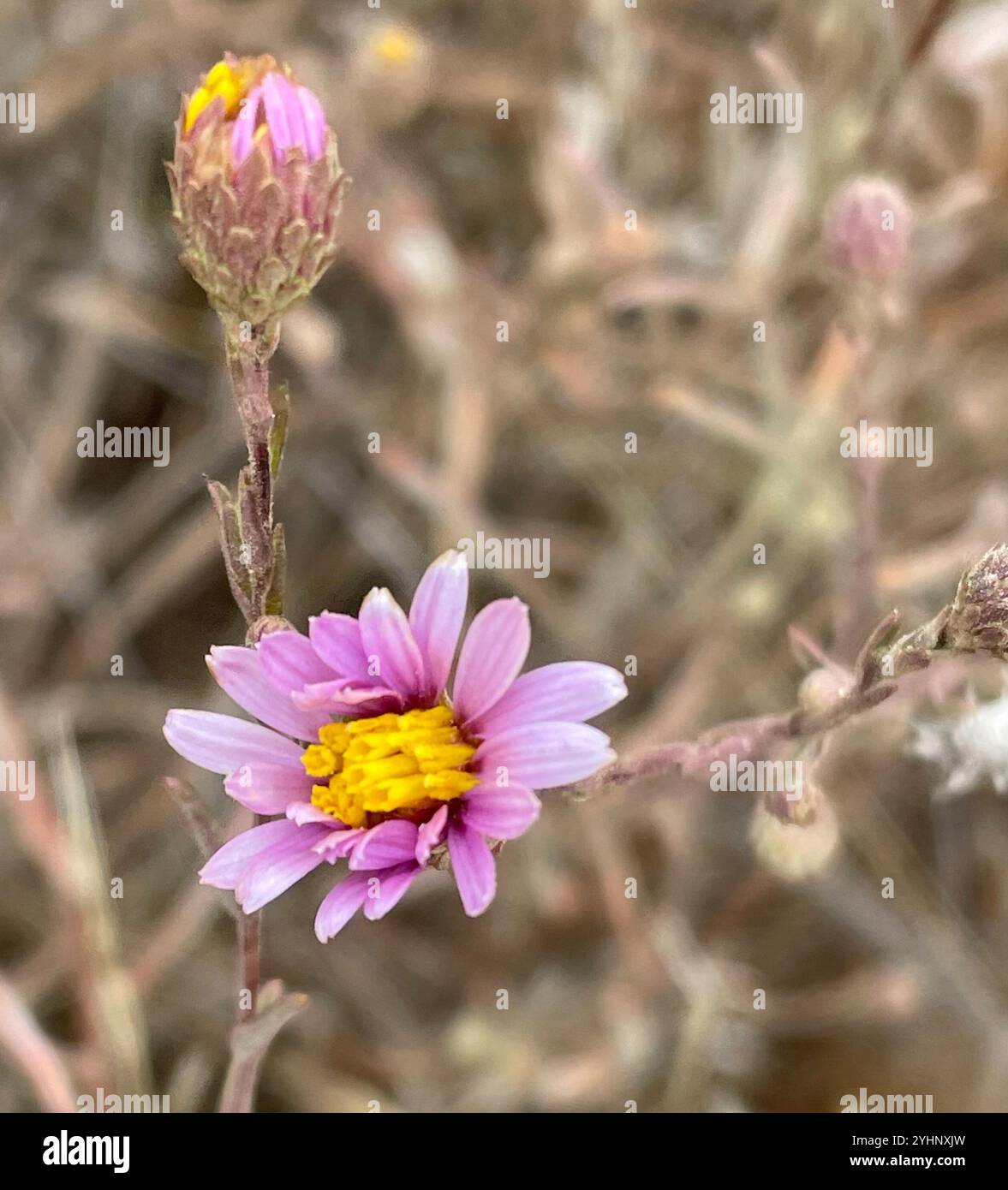 California Aster (Corethrogyne filaginifolia Stock Photo - Alamy