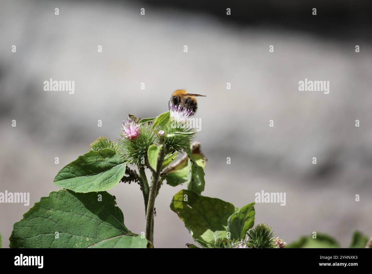Tree Bumble Bee (Bombus hypnorum Stock Photo - Alamy