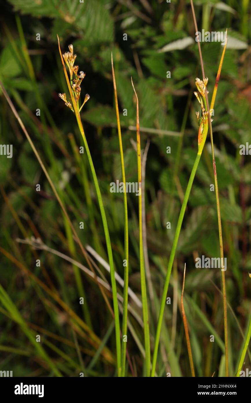 Sharp-flowered Rush (Juncus acutiflorus Stock Photo - Alamy