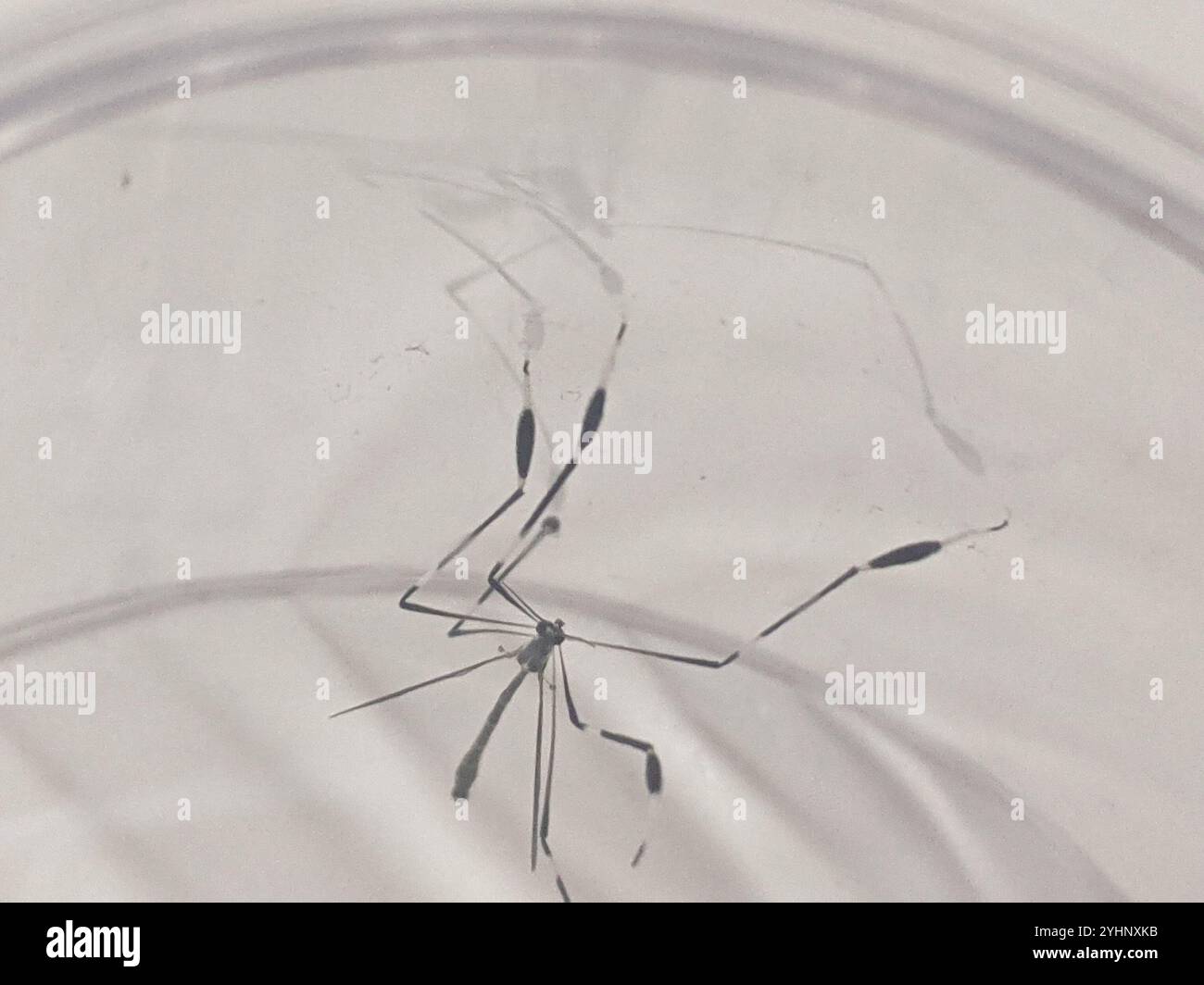 Eastern Phantom Crane Fly (Bittacomorpha clavipes Stock Photo - Alamy