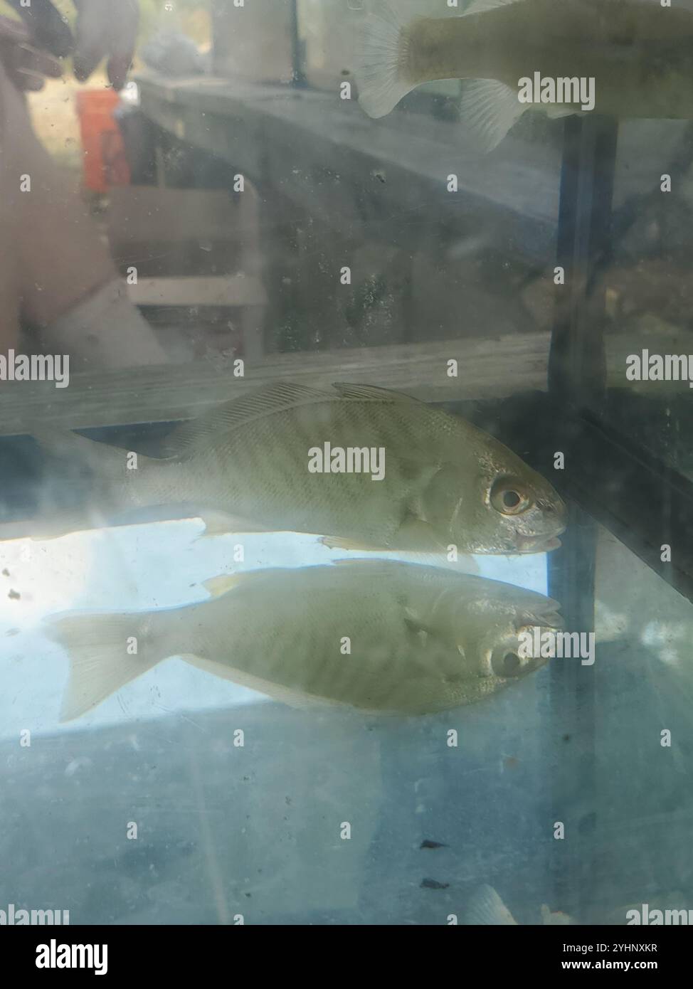 Spot Croaker (Leiostomus xanthurus Stock Photo - Alamy