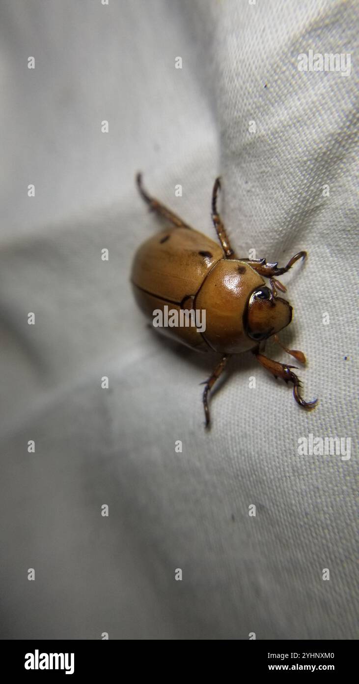 Grapevine Beetle (Pelidnota punctata Stock Photo - Alamy