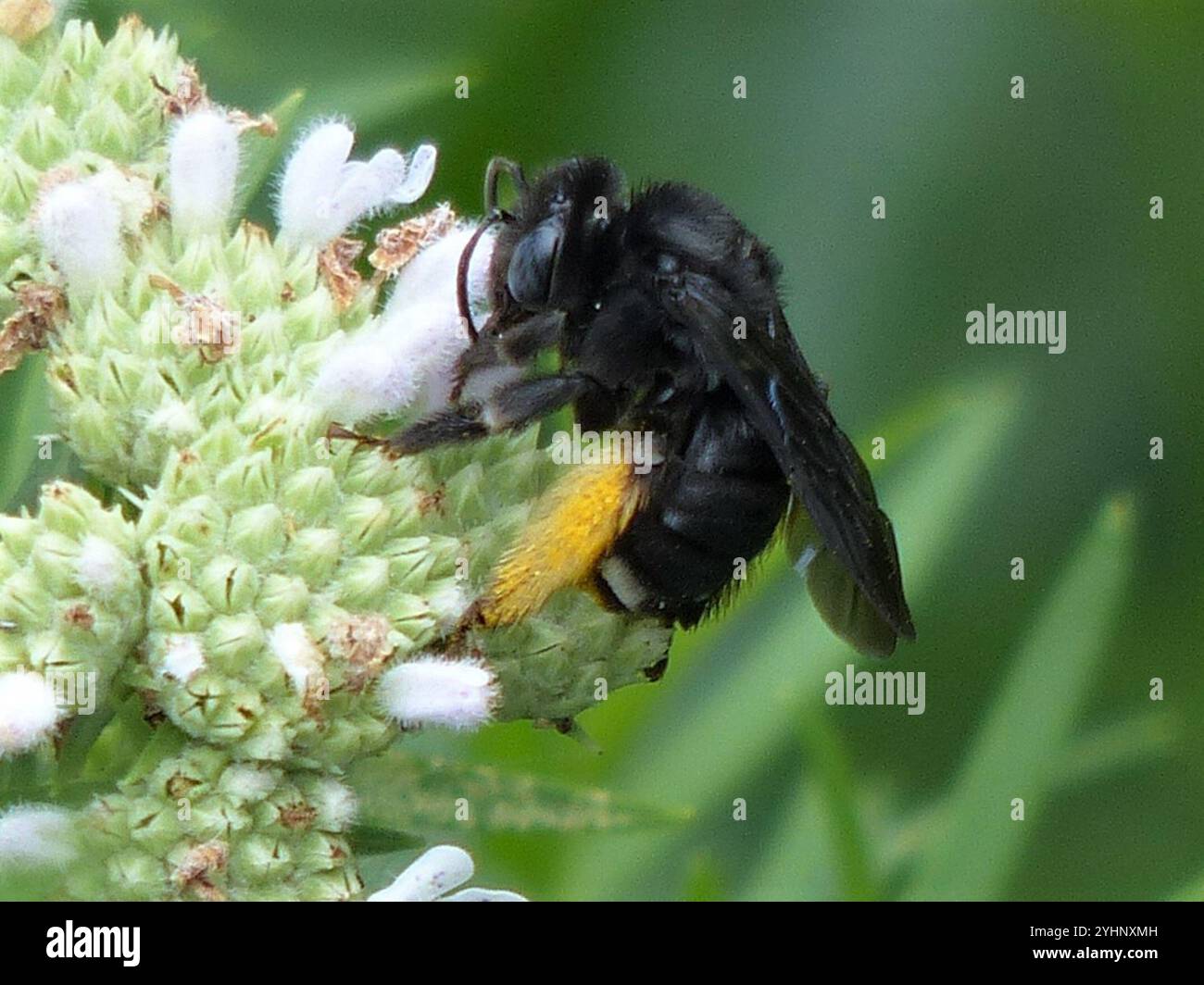 Melissodes bimaculatus hi-res stock photography and images - Alamy