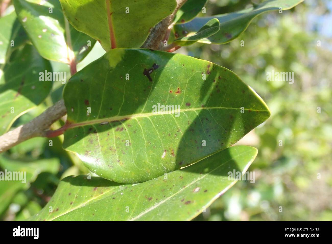 Apodytes dimidiata hi-res stock photography and images - Alamy