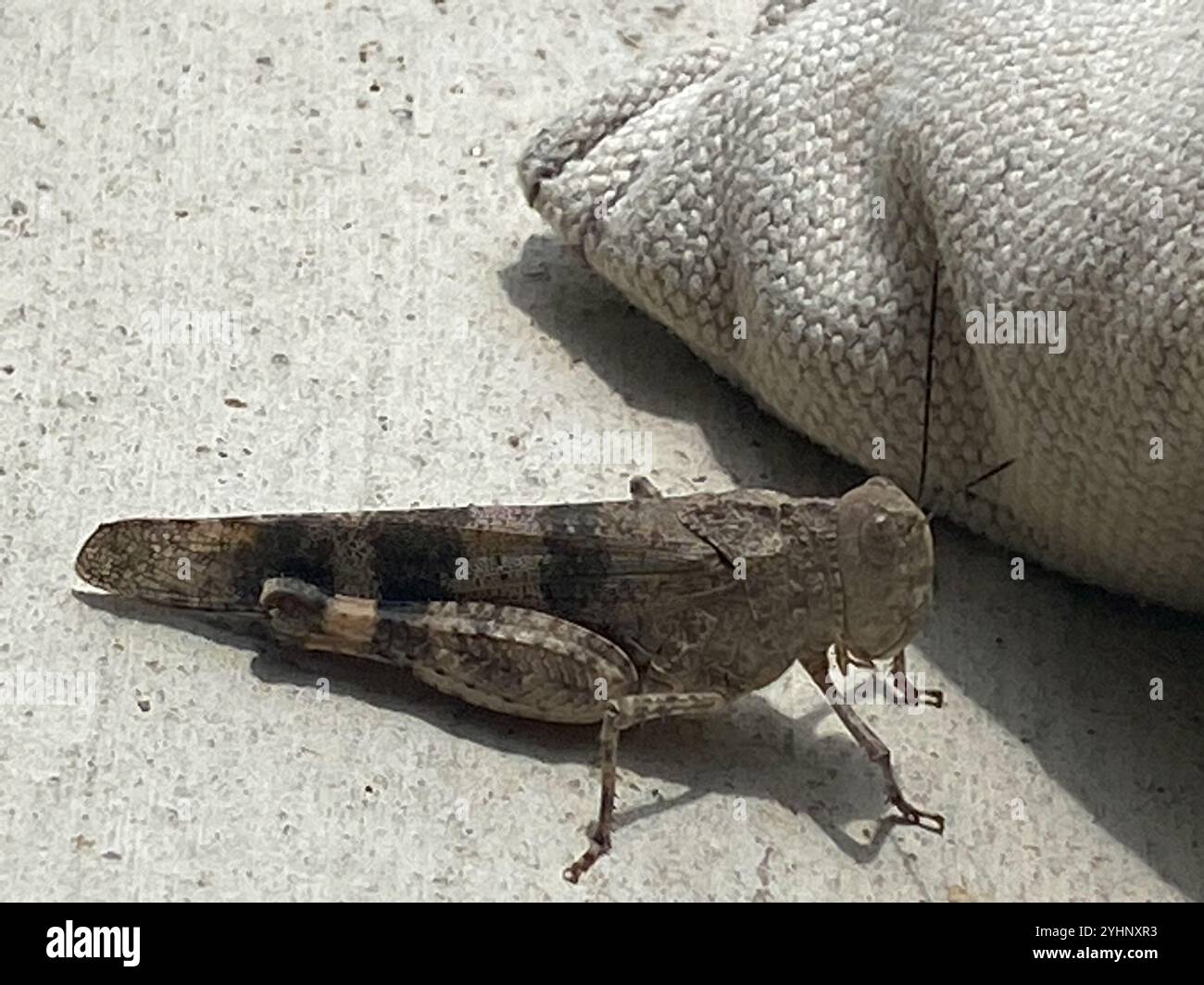 Spharagemon hi-res stock photography and images - Alamy