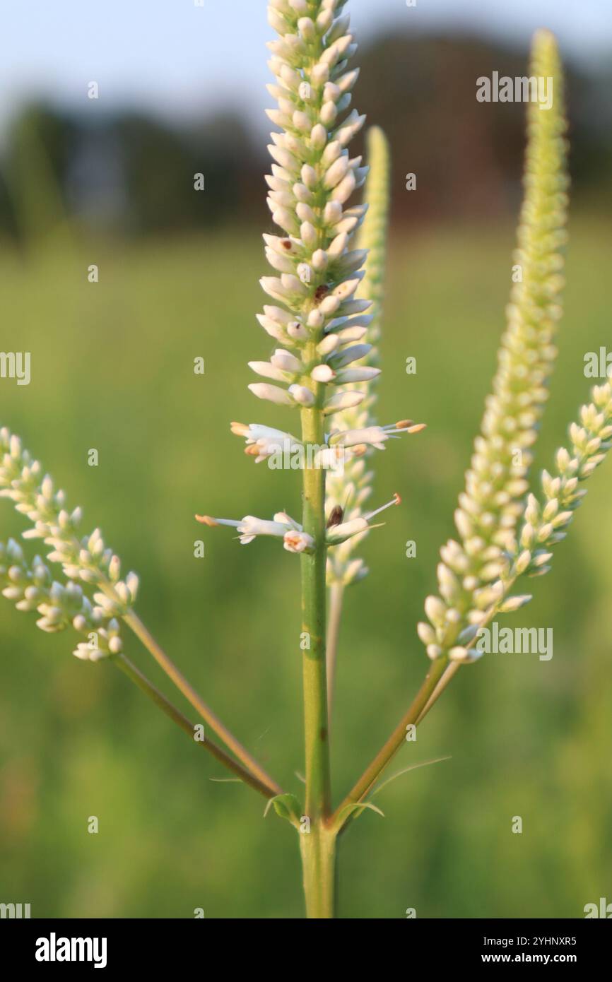 Culver's root (Veronicastrum virginicum Stock Photo - Alamy