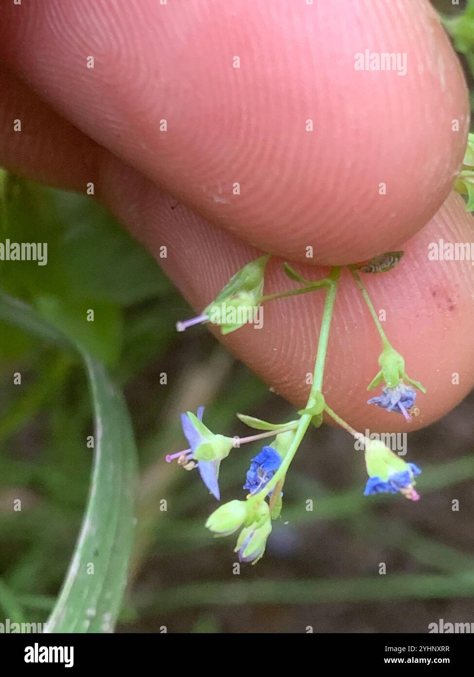 American brooklime hi-res stock photography and images - Alamy