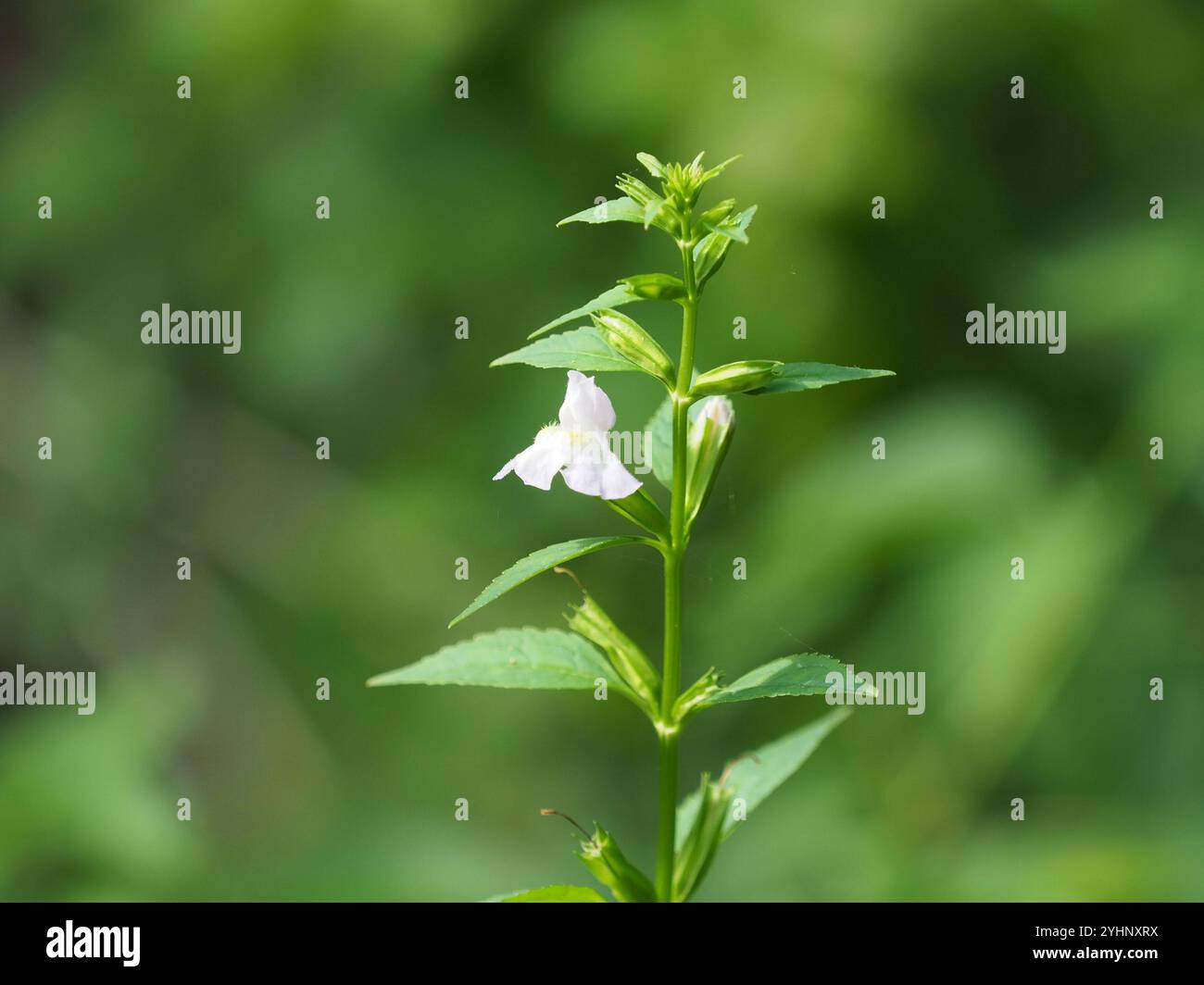 sharpwing monkeyflower (Mimulus alatus Stock Photo - Alamy