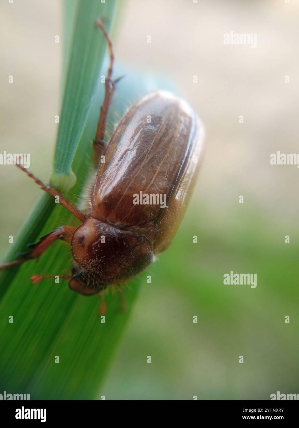 Summer Chafer (Amphimallon solstitiale Stock Photo - Alamy