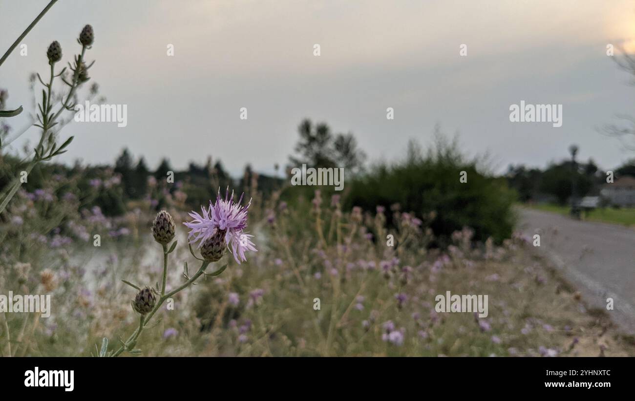 spotted knapweed (Centaurea stoebe Stock Photo - Alamy