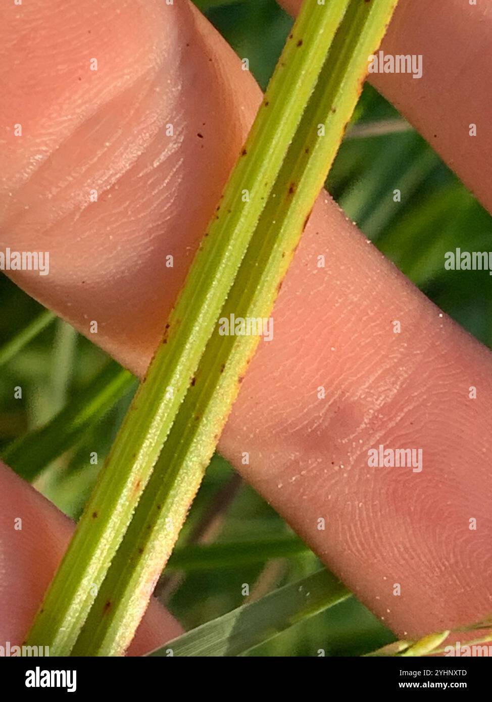 Fragrant flatsedge (Cyperus odoratus Stock Photo - Alamy