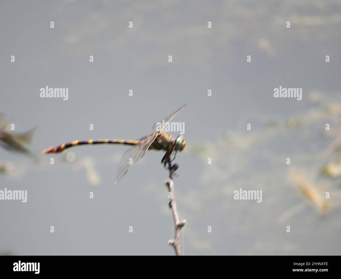 Four-striped Leaftail (Phyllogomphoides stigmatus Stock Photo - Alamy
