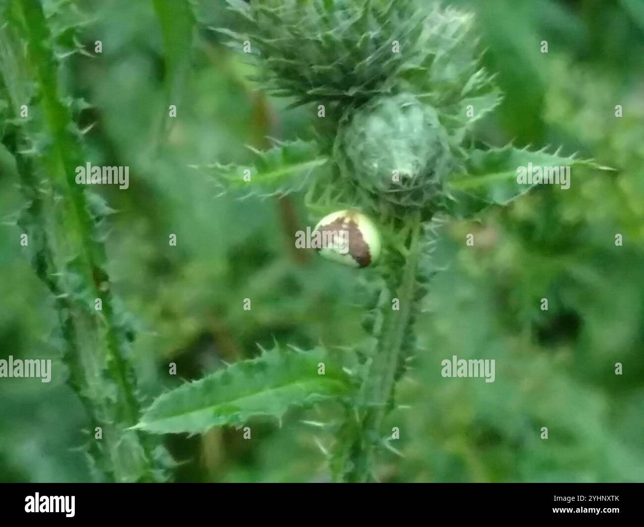 Triangle Crab Spider (Ebrechtella tricuspidata Stock Photo - Alamy