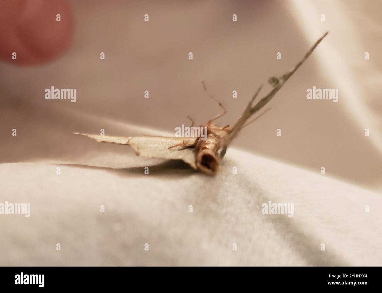 Common Emerald (Hemithea aestivaria Stock Photo - Alamy