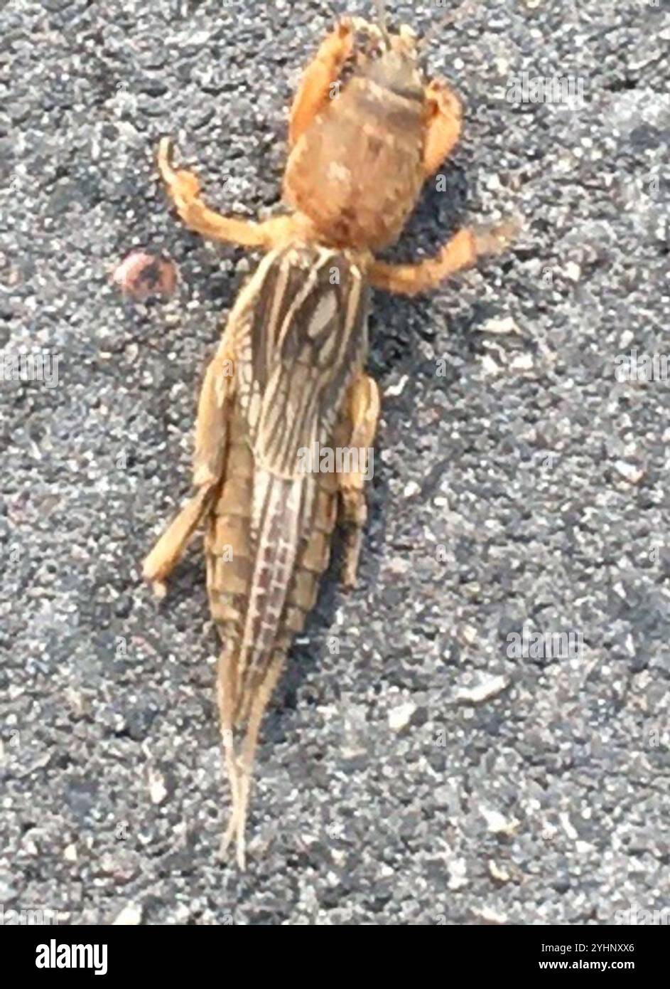 Northern Mole Cricket (Neocurtilla hexadactyla Stock Photo - Alamy