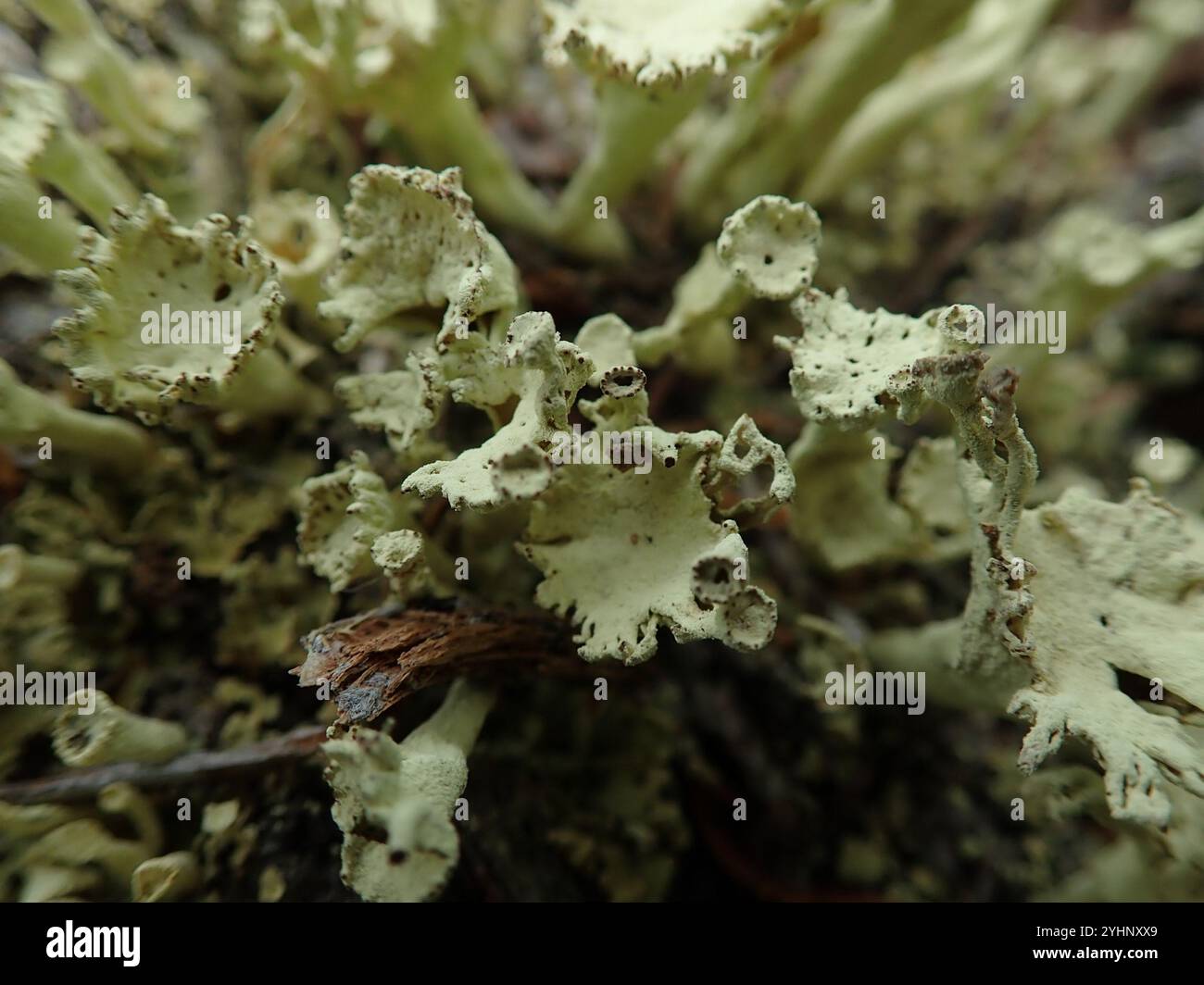 Greater Sulphur-cup Lichen (Cladonia sulphurina Stock Photo - Alamy