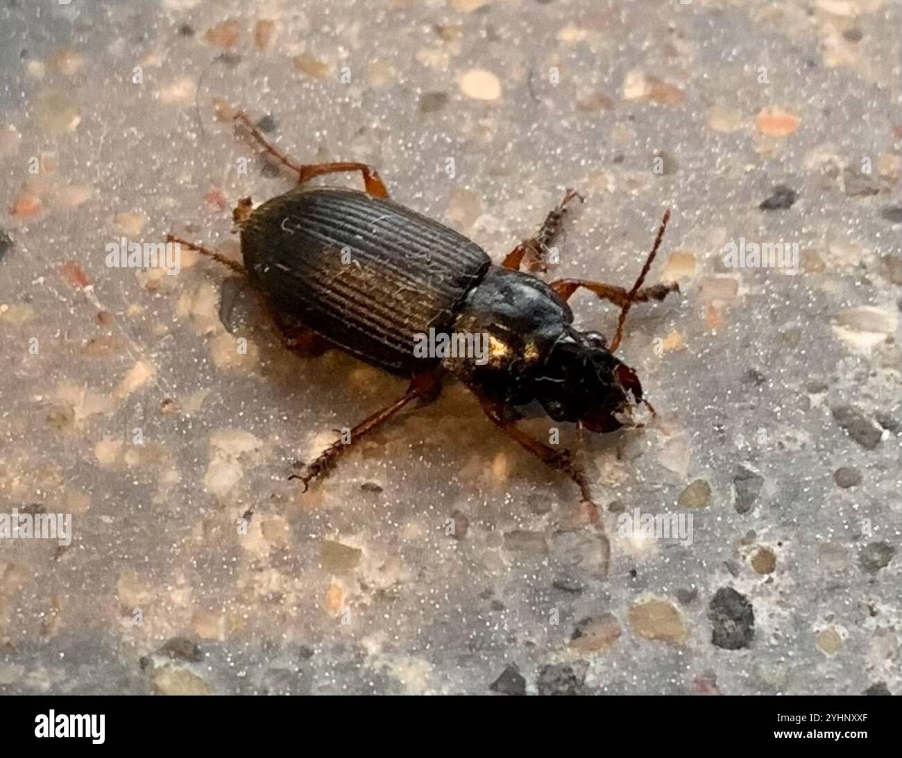 Strawberry Seed Beetle (Harpalus rufipes Stock Photo - Alamy