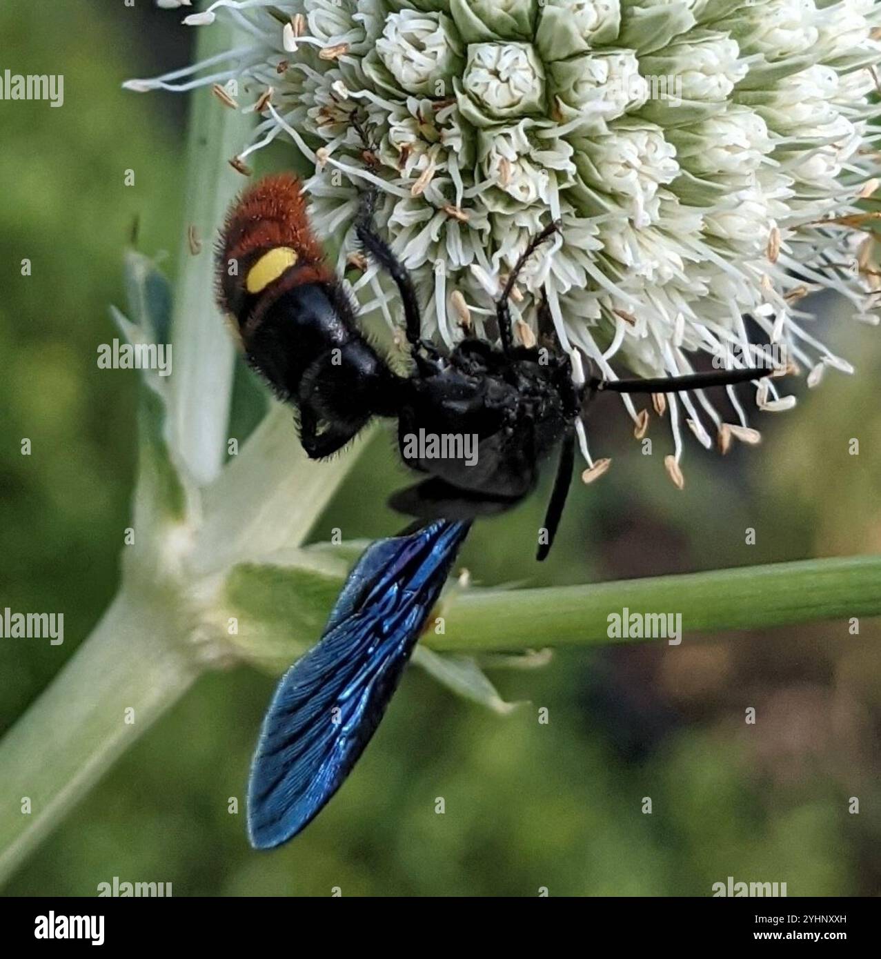 Blue-winged Scoliid Wasp (Scolia dubia Stock Photo - Alamy