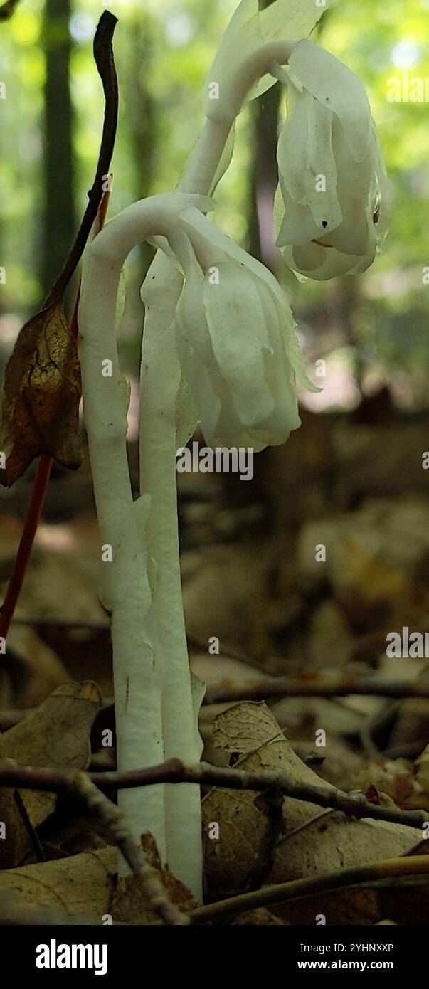 Ghost Pipe (Monotropa uniflora Stock Photo - Alamy