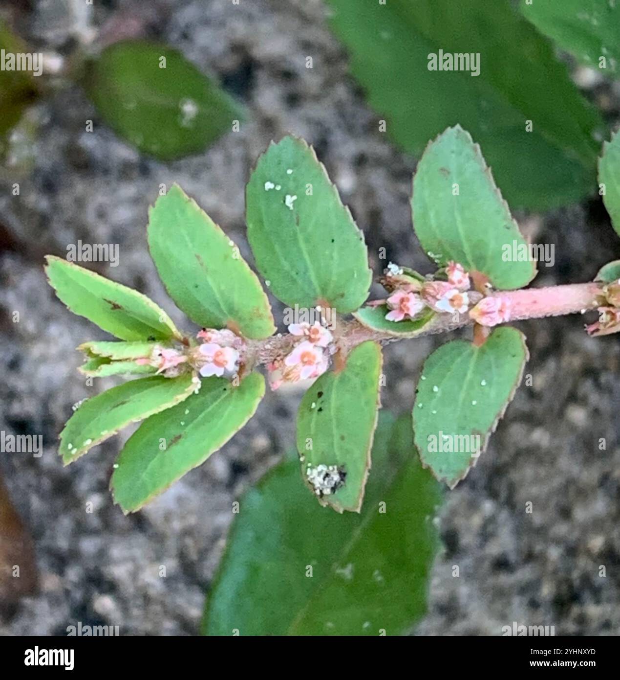 Red Caustic-creeper (Euphorbia thymifolia Stock Photo - Alamy