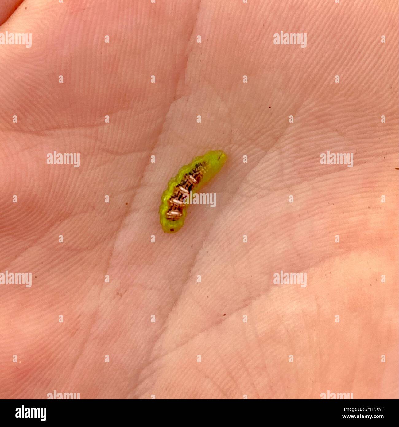 Short-tailed Aphideater (Eupeodes pomus Stock Photo - Alamy