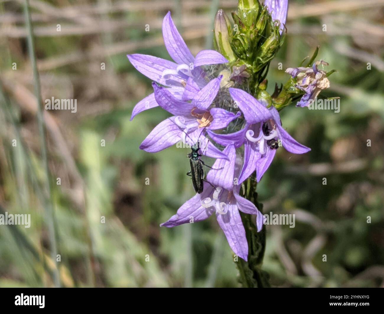 Oedemera lurida hi-res stock photography and images - Alamy